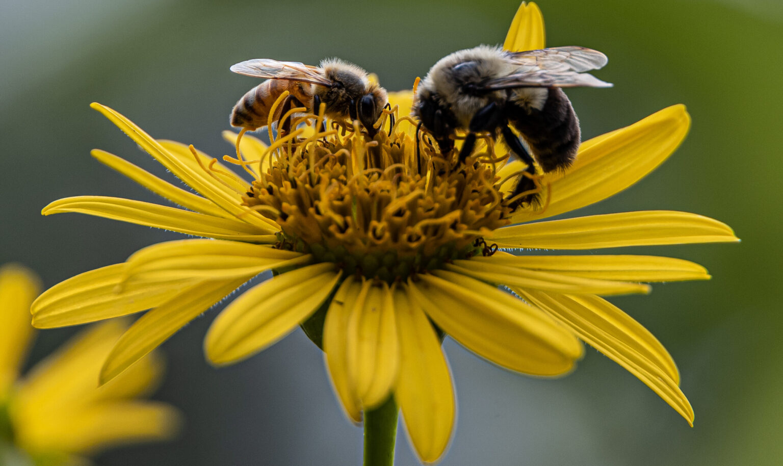 Climate Change & Bees - The Carbon Literacy Project